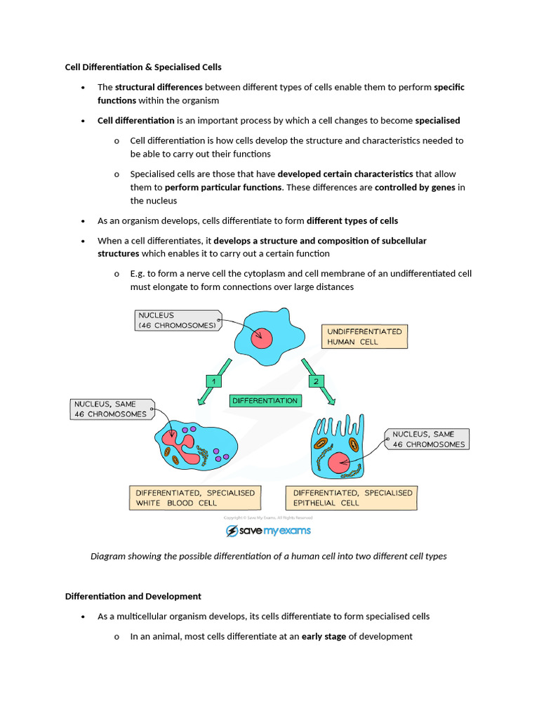 Cell Differentiation and Specialisation Explained | PDF | Cell (Biology ...