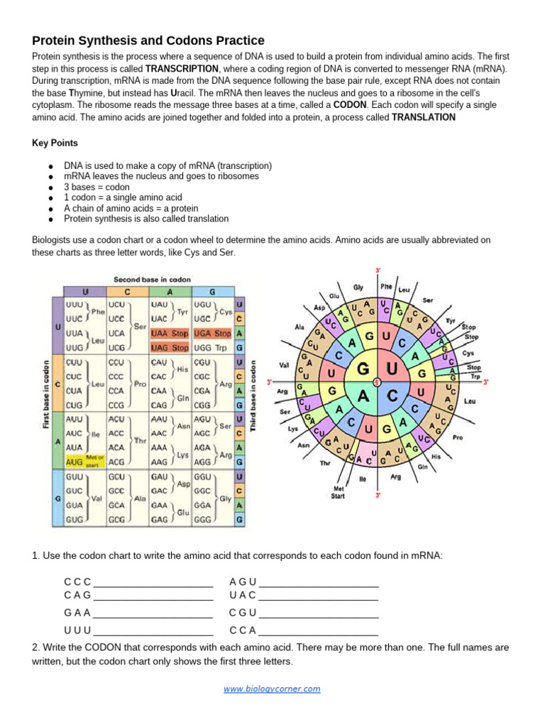 Protein Synthesis and Codons Practice | PDF | Translation (Biology ...