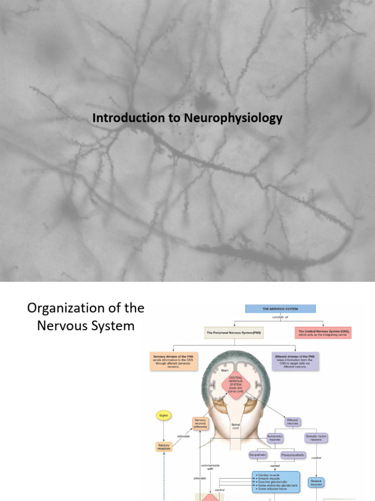 1 Intro To Neurophysiology | PDF | Central Nervous System | Neuron