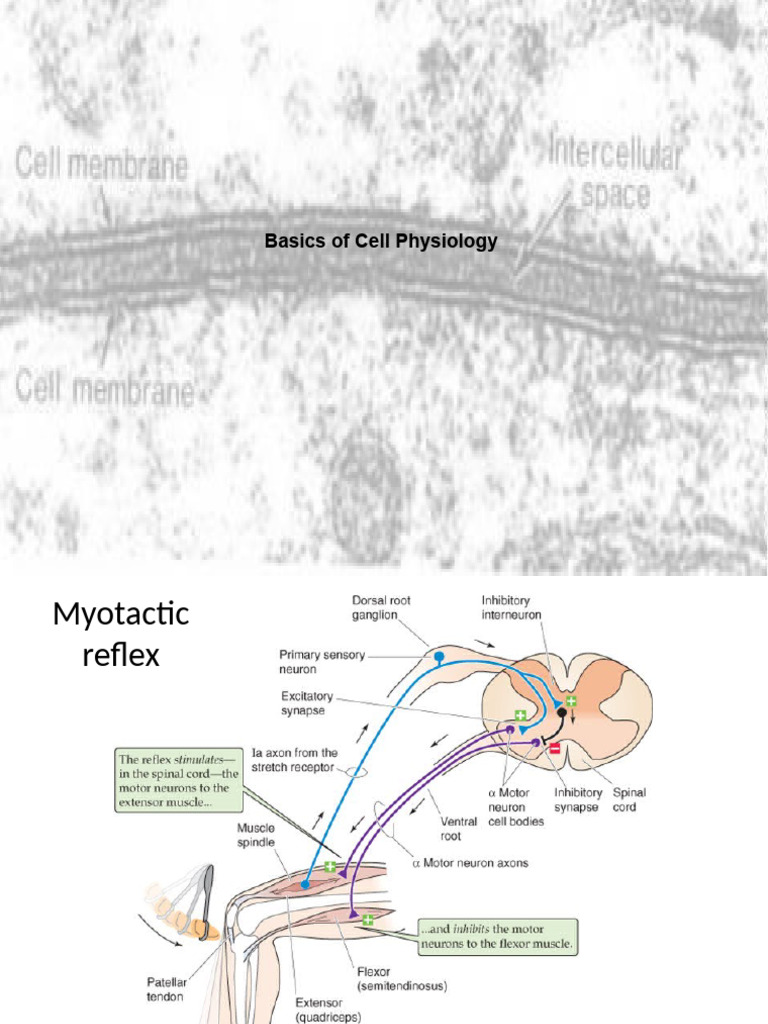 Cell Physiology: Membrane Transport Basics | PDF | Ion Channel | Cell ...