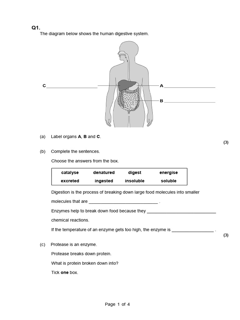 Digestive System Exam Questions Guide | PDF | Digestion | Enzyme