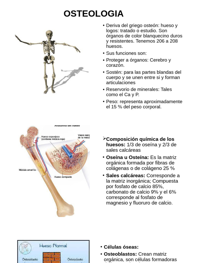 Estudio Completo de Osteología Humana | PDF | Vértebra | Hueso