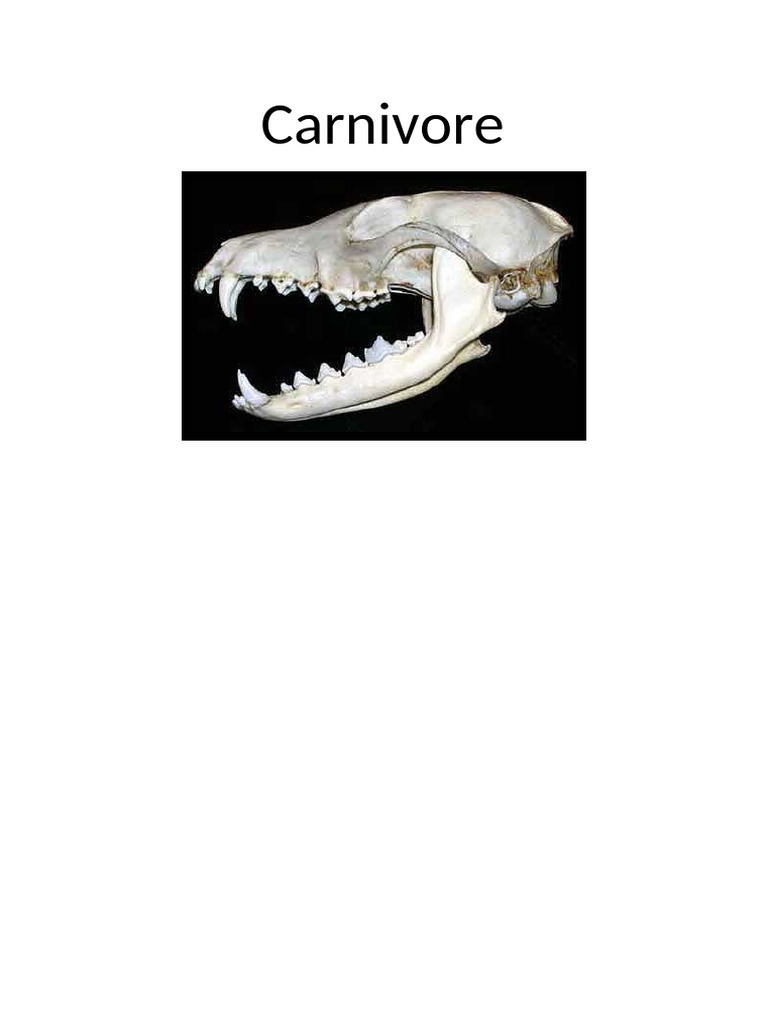 Teeth of Animals | PDF