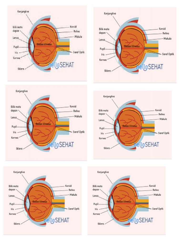 Bagian Bagian Mata | PDF