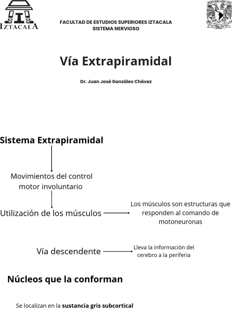 Vía Tectoespinal y Control Motor | PDF | Neurociencia | Neuroanatomía