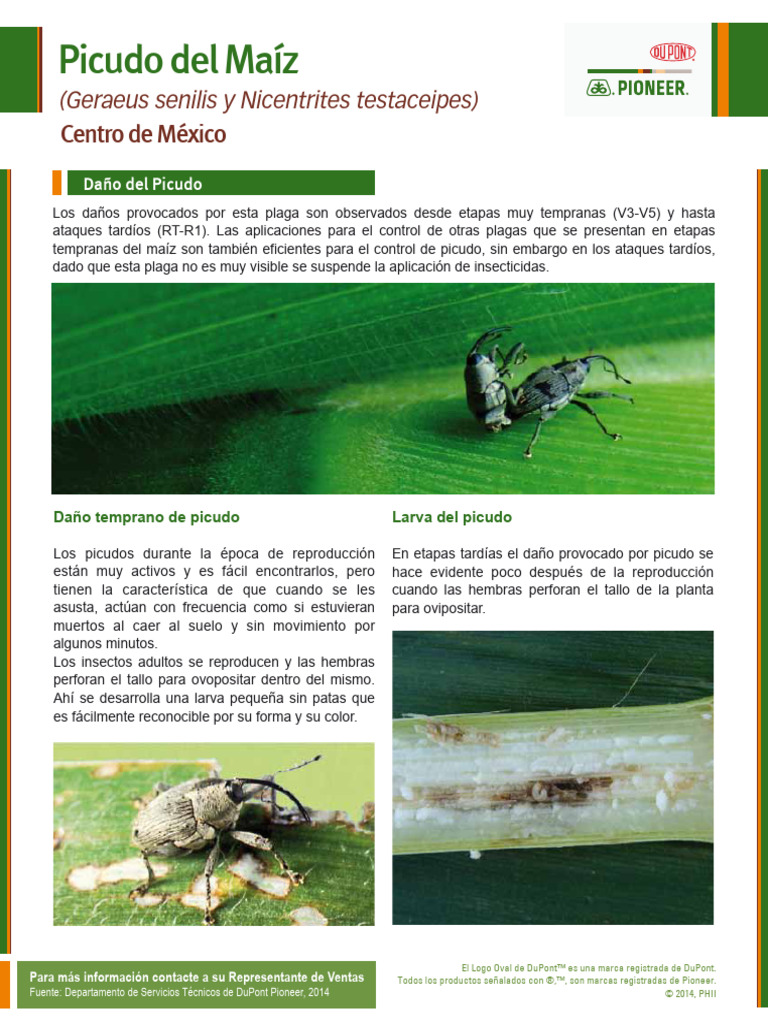 CM 6b Picudo Del Maiz 2014 | PDF | Insectos | Plaga (organismo)