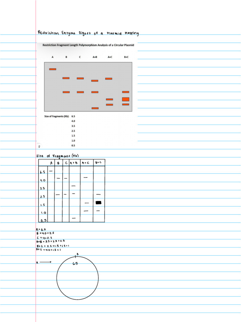 Plasmid Restriction Enzyme Digest Analysis | PDF
