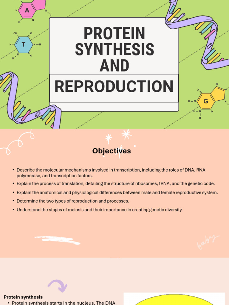 Protein Synthesis and Reproductive Biology | PDF | Rna | Translation ...
