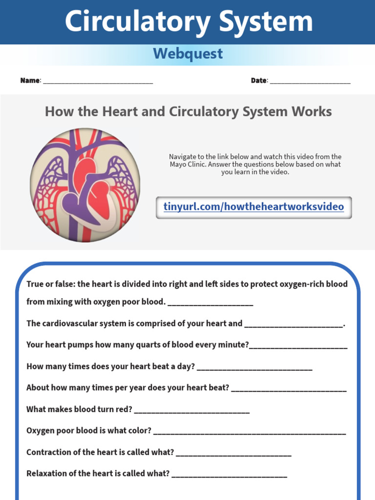 Circulatory System Webquest Guide | PDF | Circulatory System | Heart