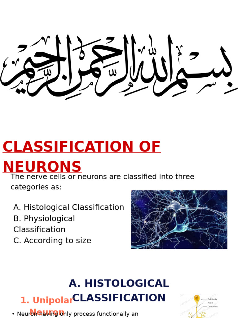 Classification of Neurons | PDF
