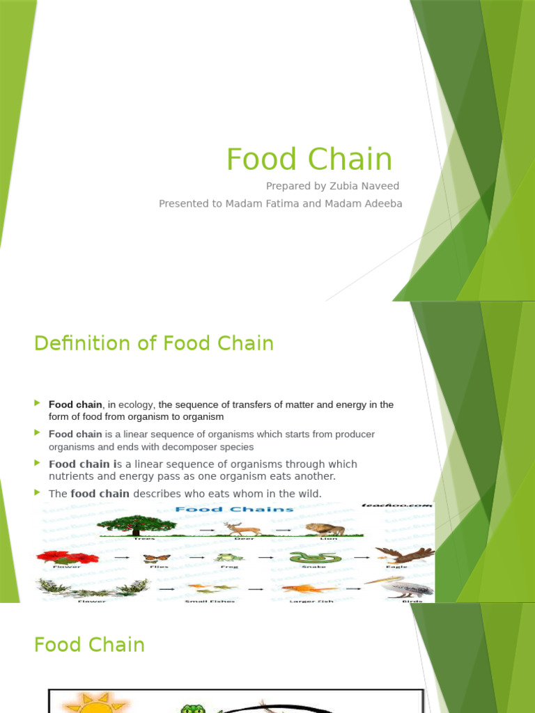 Food Chain Overview for Class 2 | PDF