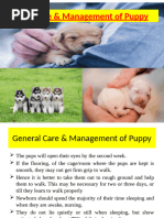 JAX Mouse Pup Age Appearance Guide | PDF