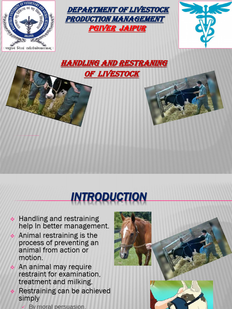 Livestock Handling and Restraining Methods | PDF | Human Nose | Pig
