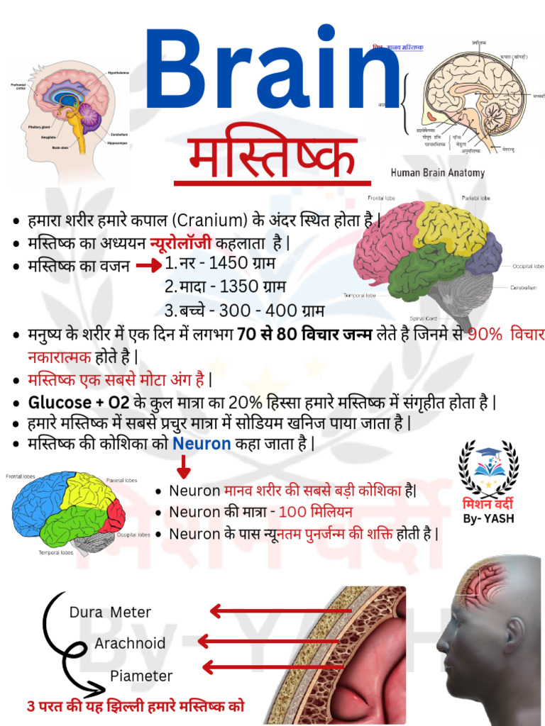 Brain Notes | PDF