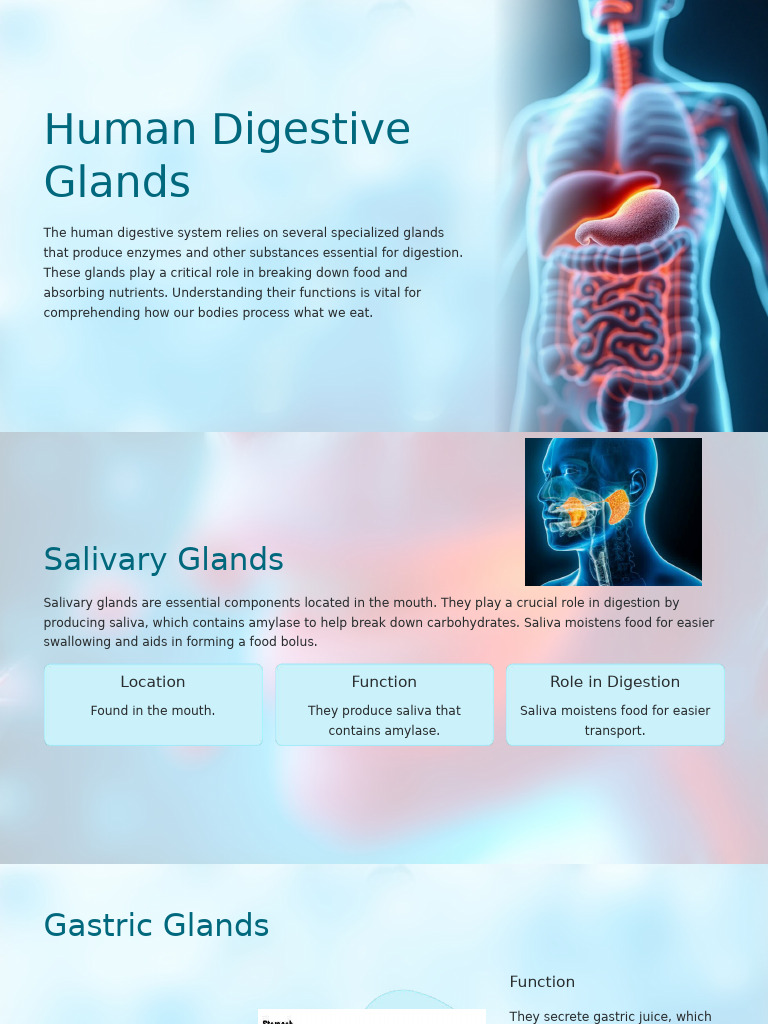 Human Digestive Glands | PDF | Digestion | Stomach
