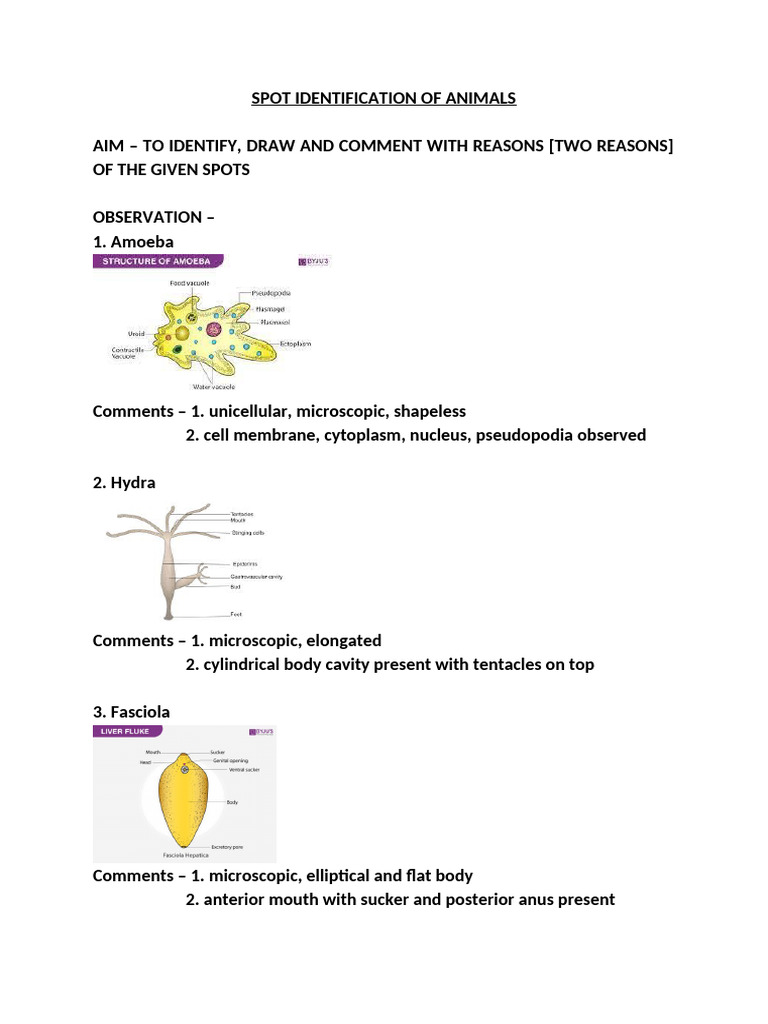 Spot Identification of Animals | PDF