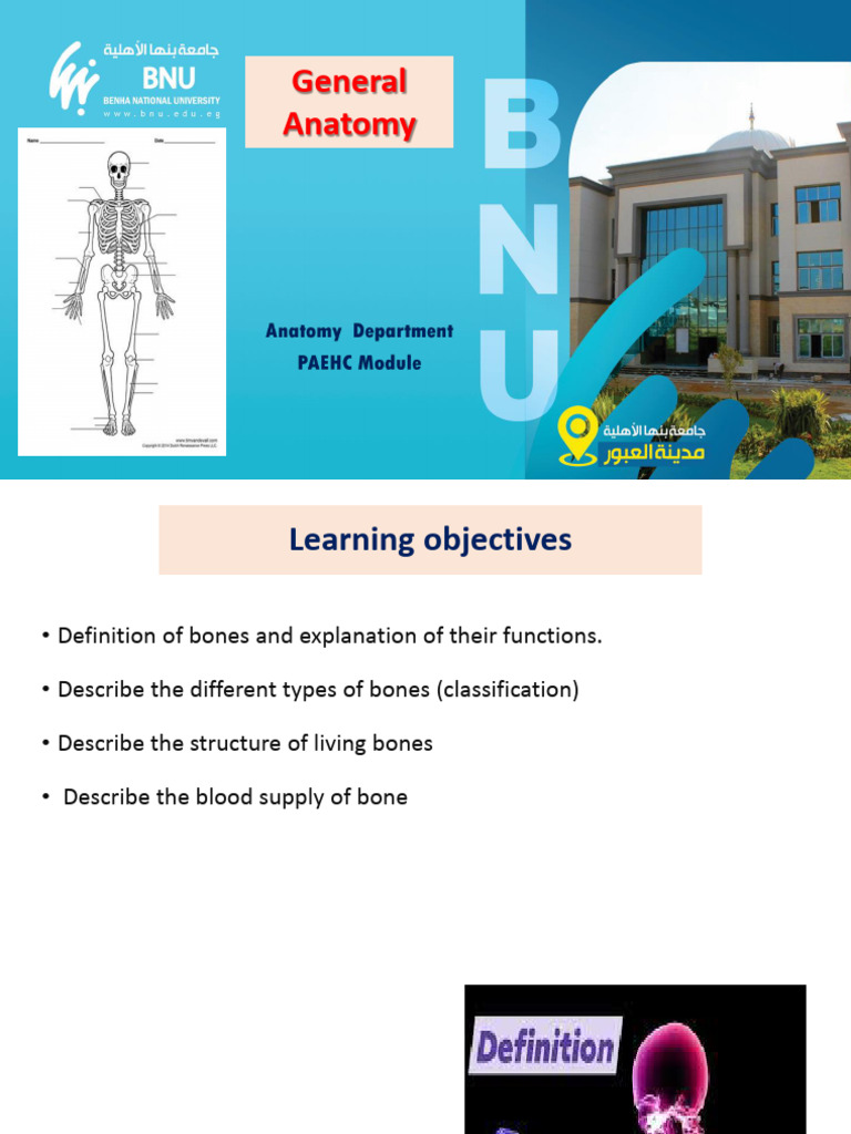 Understanding Bone Anatomy and Functions | PDF | Bone | Skeleton