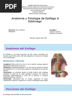 Anatomia, Irrigacion, Inervación Del Esofago y Estomago | PDF ...