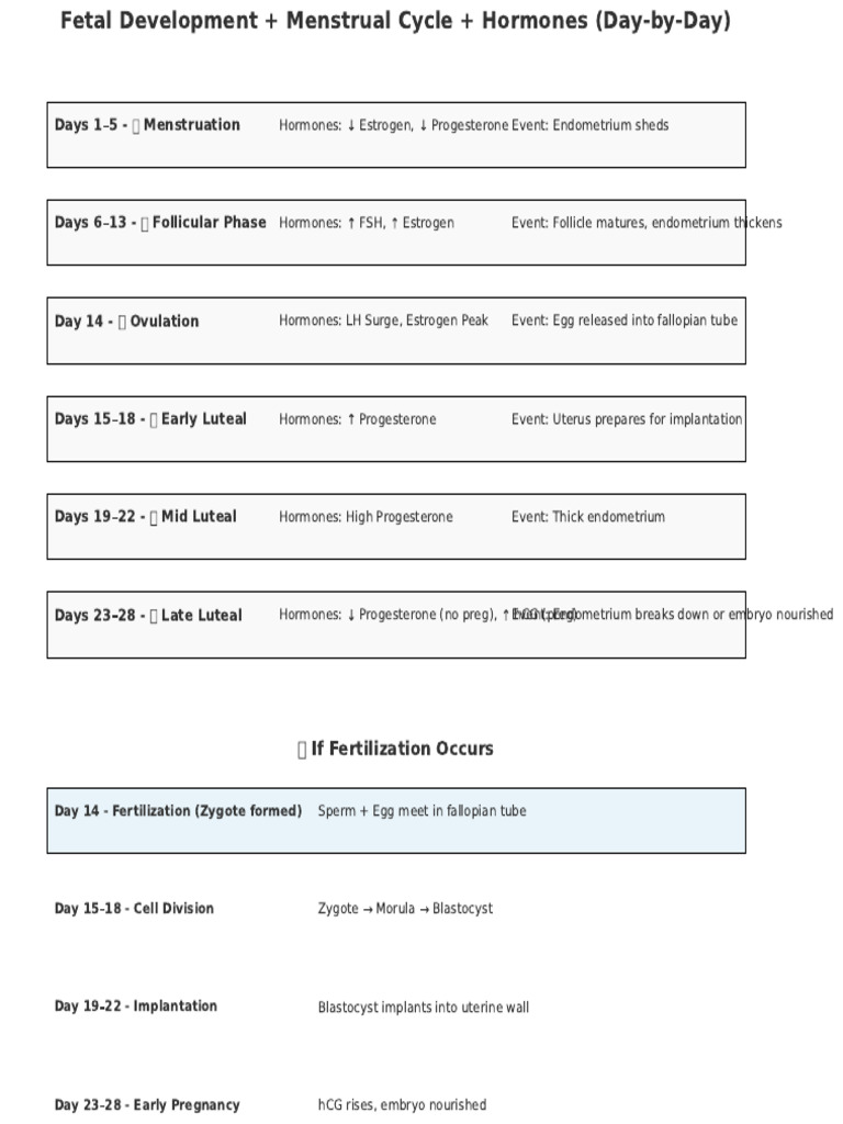 Fetal Development and Menstrual Cycle Guide | PDF