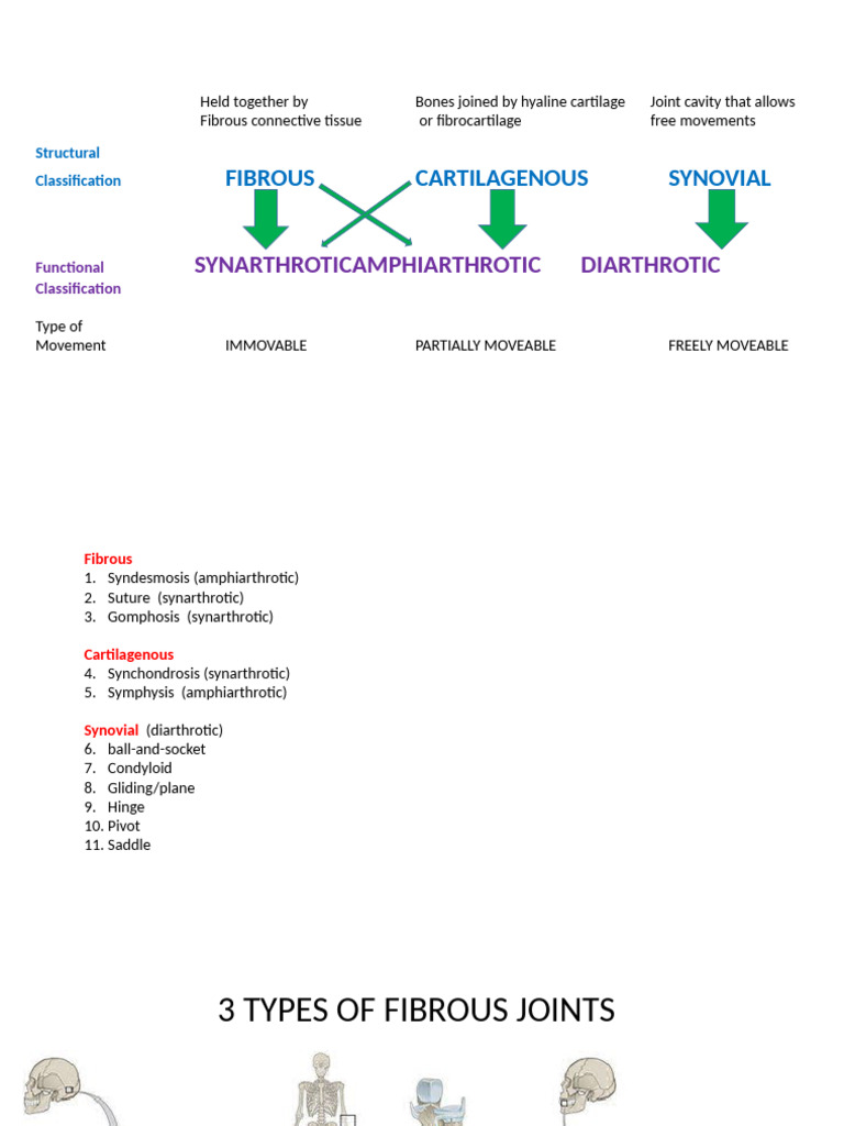 Joint Types and Movements Explained | PDF