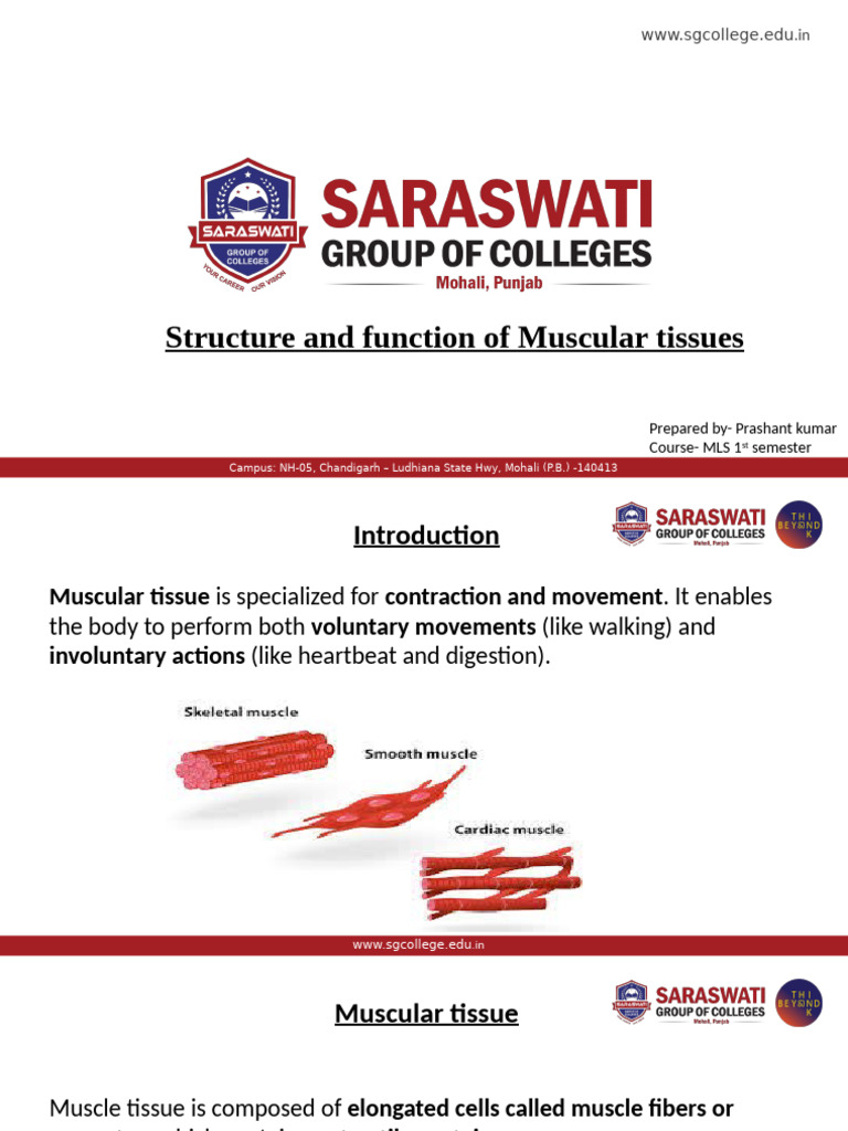 Unit-2 Muscular Tissue | PDF | Muscle | Cardiac Muscle