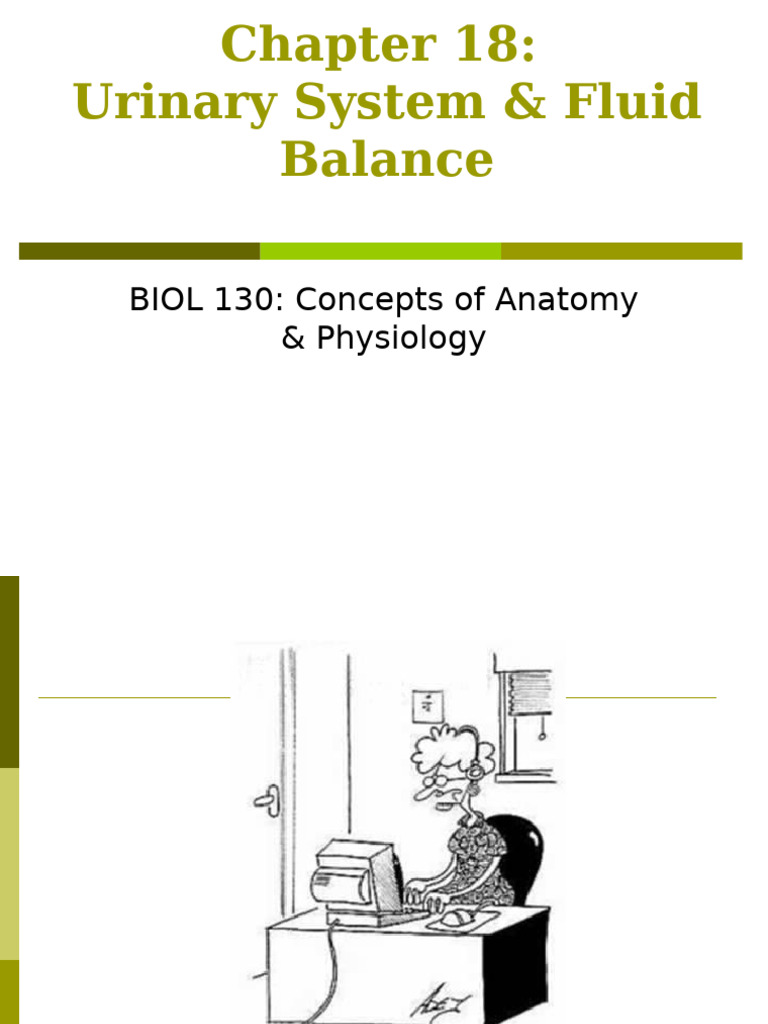 Urinary_Fluid_Balance | PDF | Kidney | Urinary System
