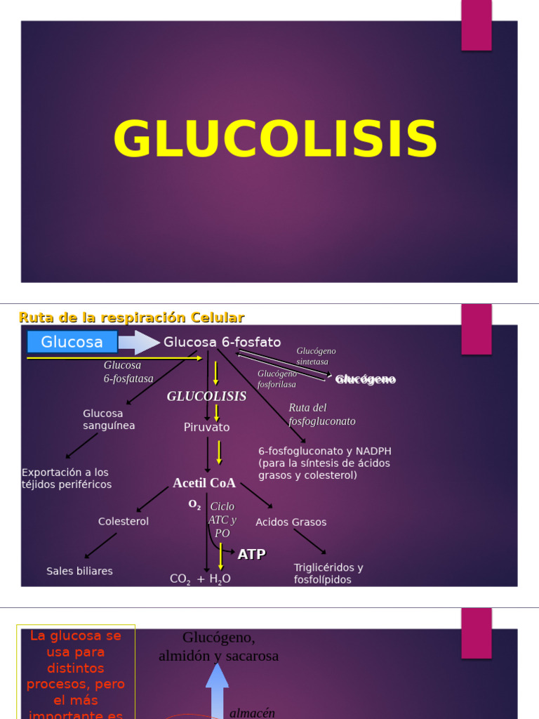 Esquema de la Glucólisis | PDF | Trifosfato de adenosina | Respiración ...