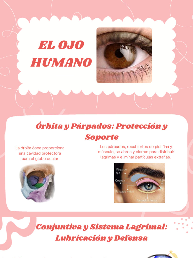 Partes del Ojo y Sus Funciones | PDF