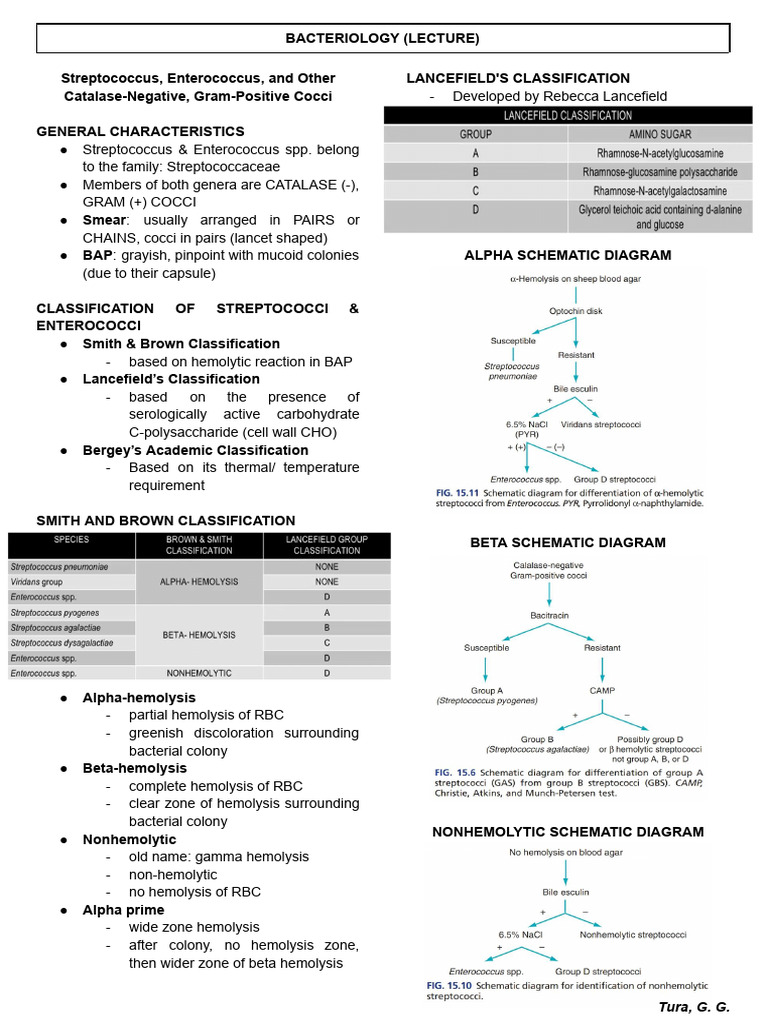 Streptococcus and Enterococcus Overview | PDF | Streptococcus ...