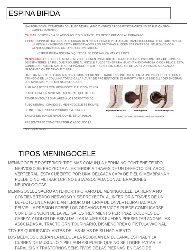 17 - Espina Bifida | PDF | Sistema nervioso | Especialidades Medicas