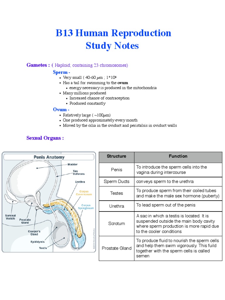 B13 Human Reproduction Study Notes 2.4.12 | PDF | Hiv | Menstrual Cycle
