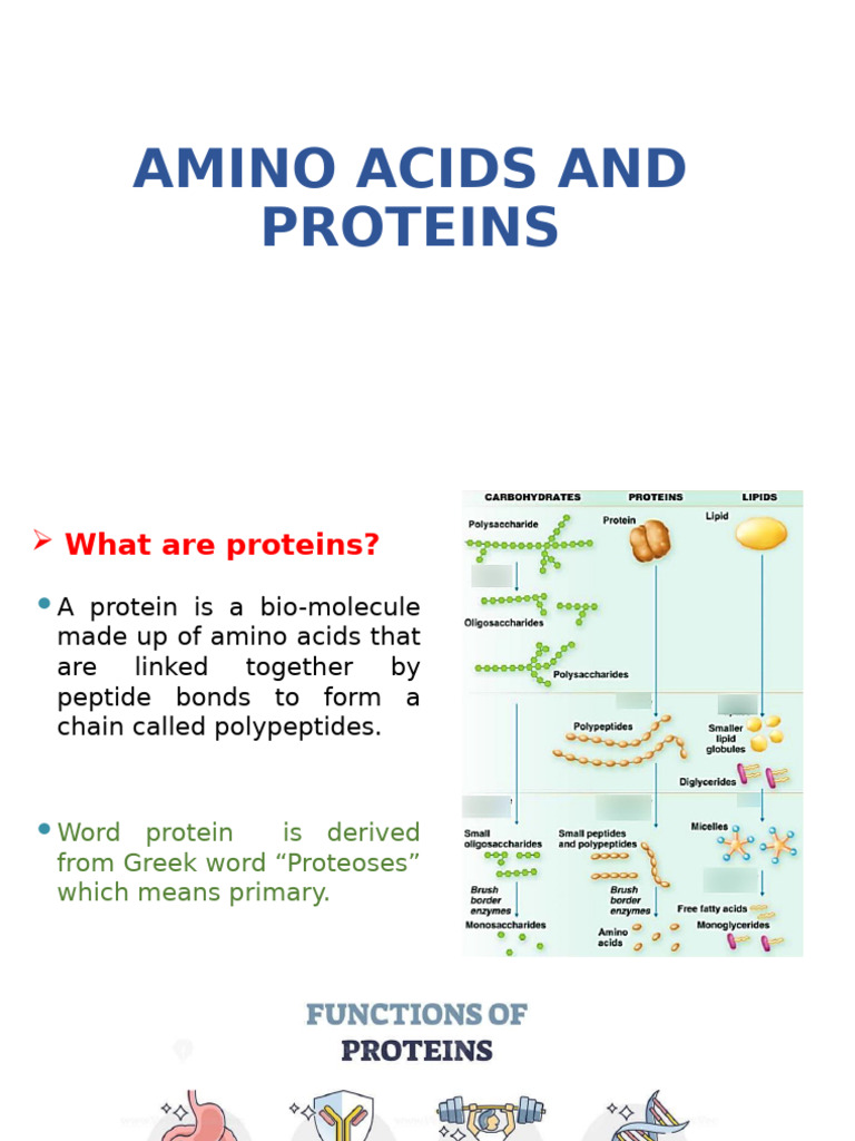 Understanding Amino Acids and Proteins | PDF | Amino Acid | Protein ...