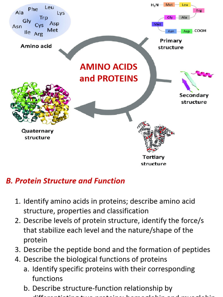 CHY 97.2 Amino Acids and Proteins | PDF | Proteins | Amino Acid