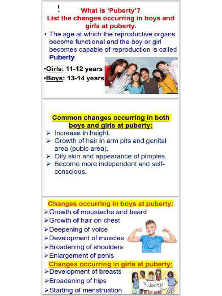 Male Puberty and Reproductive System | PDF | Puberty | Human Reproduction