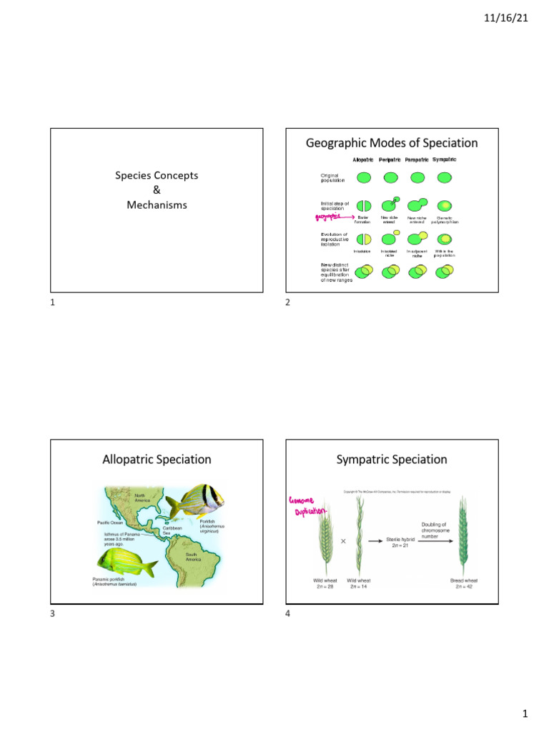 Mechanisms of Speciation | PDF | Natural Selection | Hybrid (Biology)