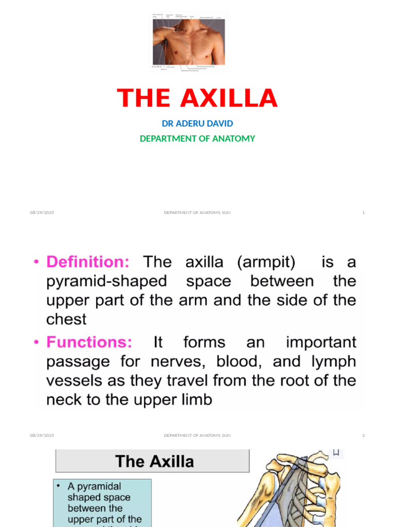 THE AXILLA 2024 Notes | PDF