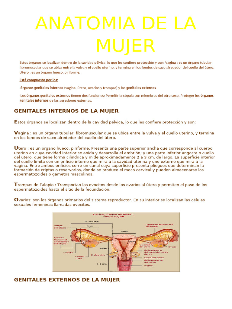 Anatomía de los Genitales Femeninos | PDF | Labios | Vagina