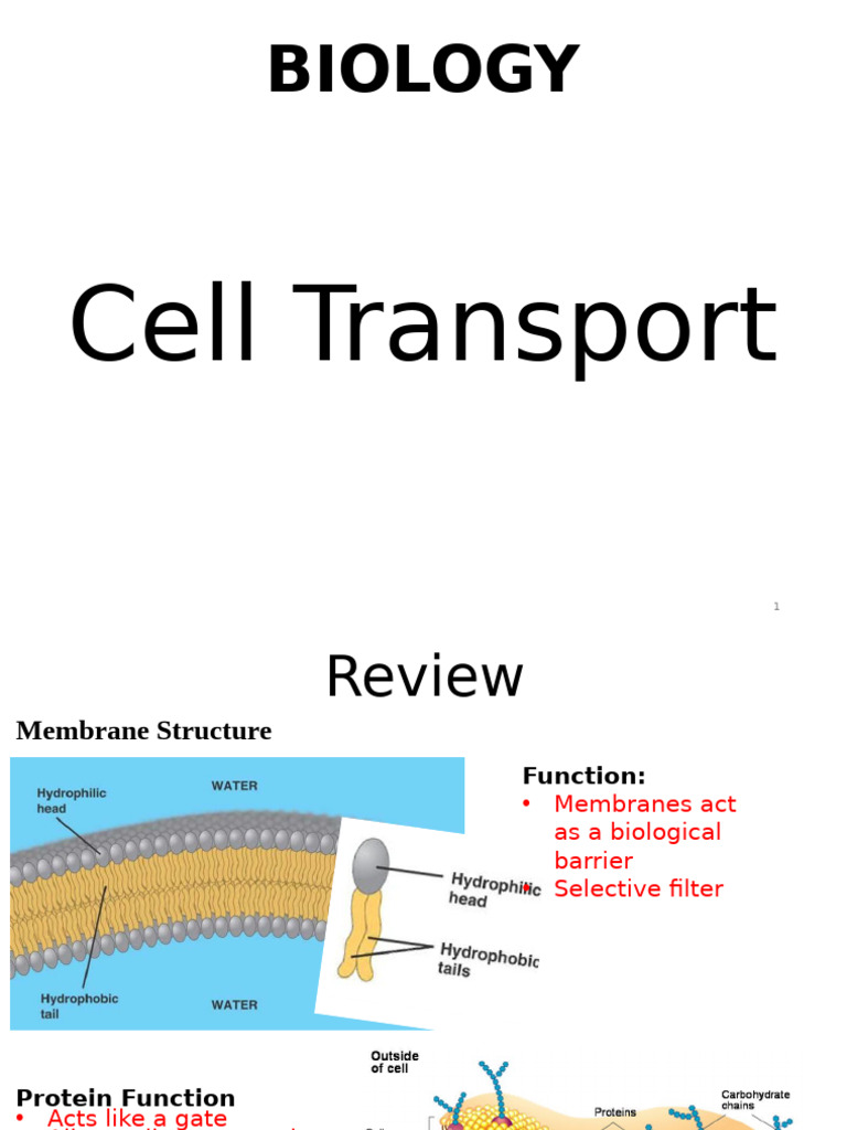 Biology - 3 Cell Transport | PDF | Osmosis | Biochemistry