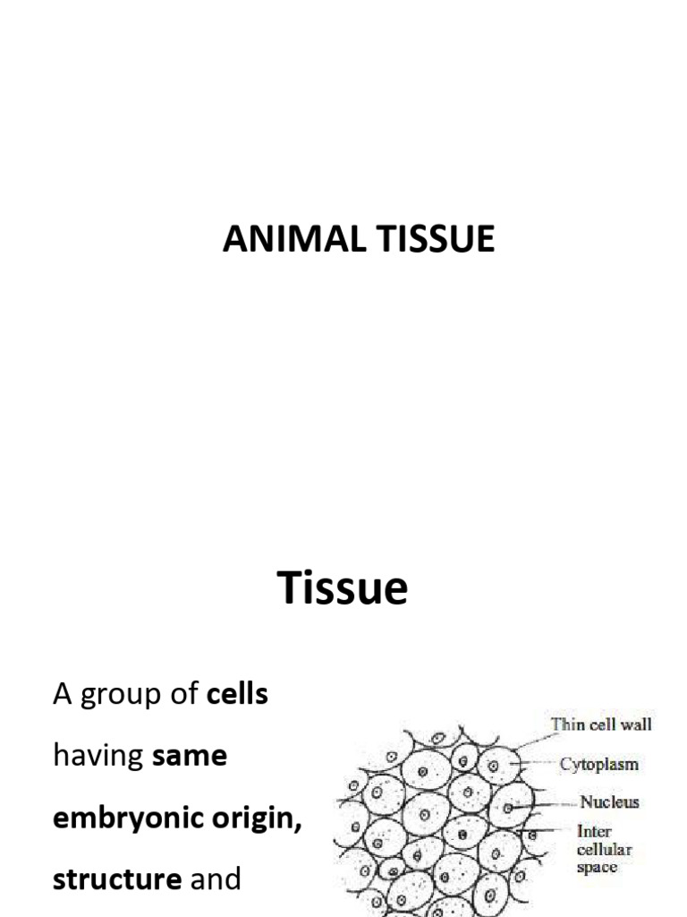 Animal Tissue (Till Connective Tissue Proper) | PDF | Epithelium ...
