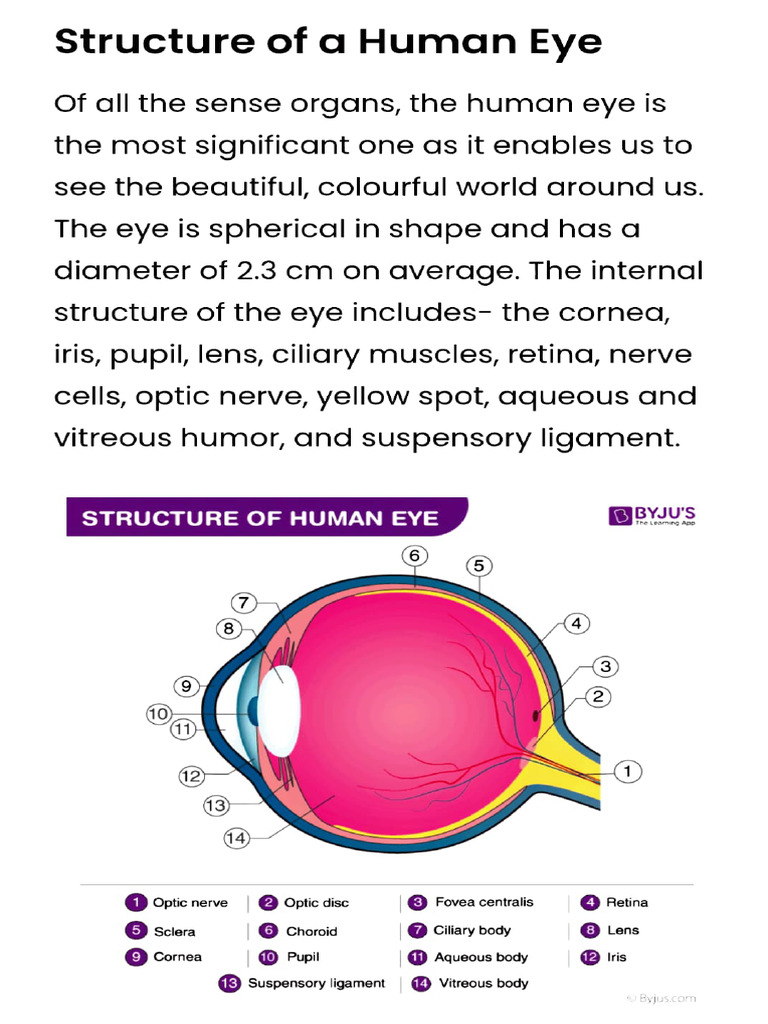 Anatomy of the Human Eye Explained | PDF