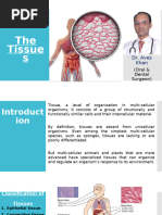 Class 9th Animal Tissue Notes | PDF | Epithelium | Muscle