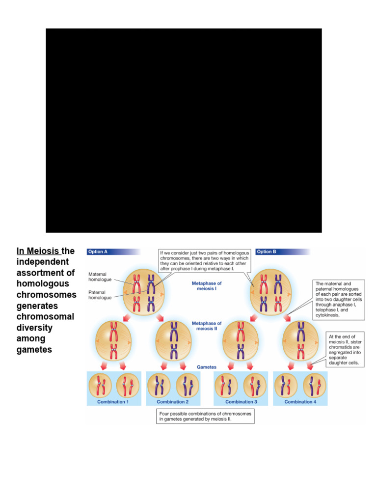 2 Slides Mendelian Genetics Bio 102 Fa 24 | PDF | Genotype | Zygosity