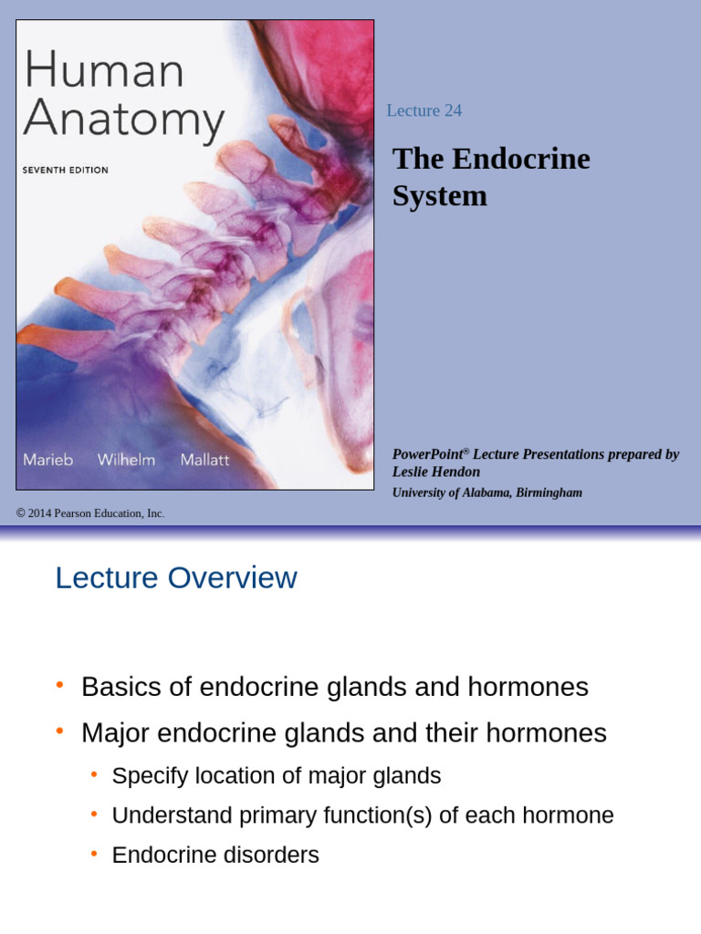 Overview of the Endocrine System | PDF | Pituitary Gland | Adrenal Gland