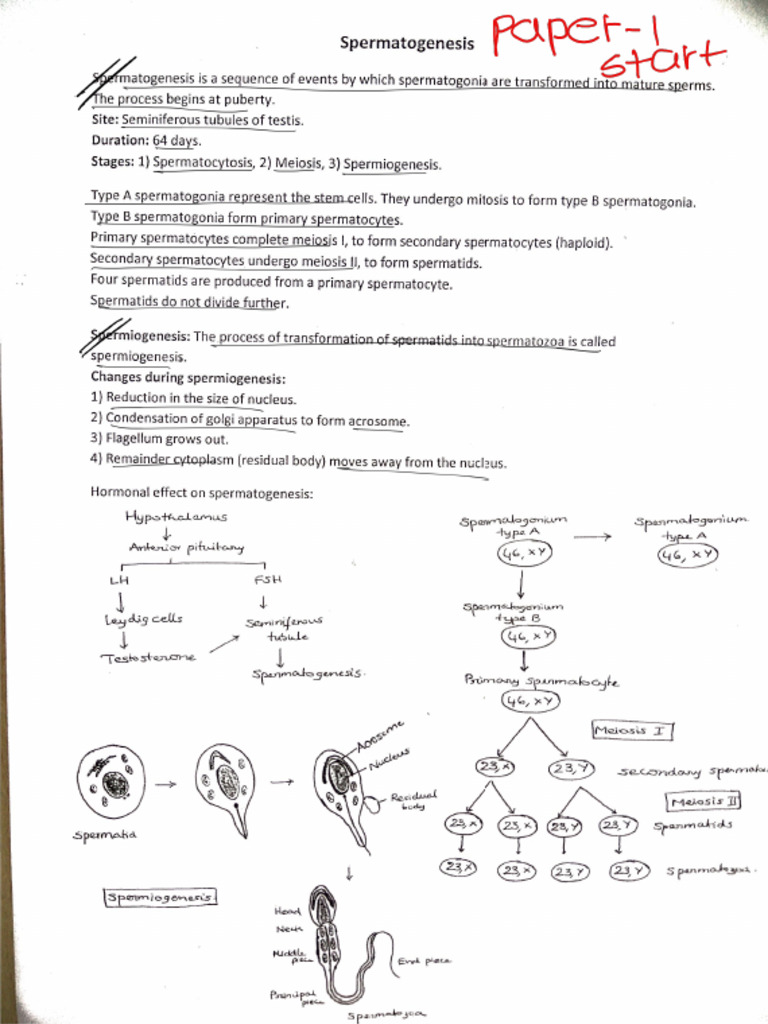 Full Embryology (2) - Markings | PDF
