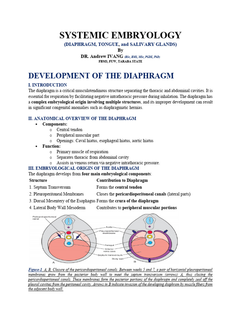 Systemic Embryology of Diaphragm, Tongue, Salivary Glands | PDF | Tongue | Esophagus