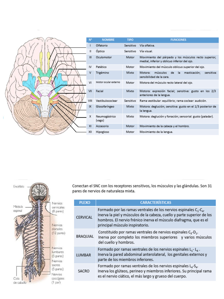 nervios craneales y espinales | PDF | Nervio | Nervio vago