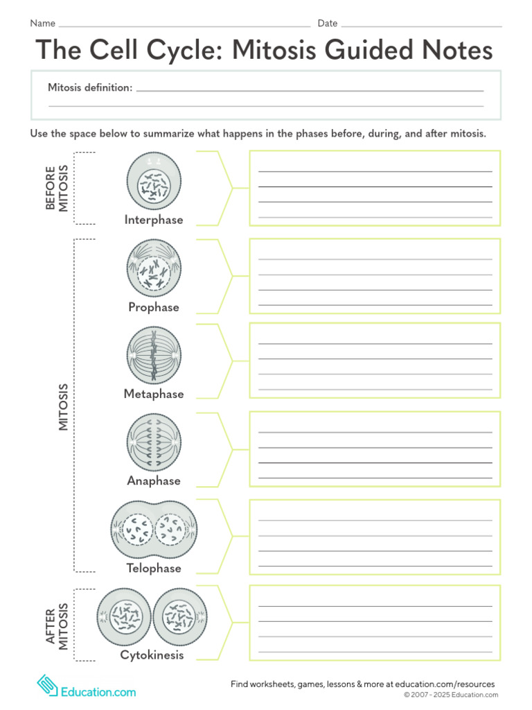 Mitosis Guided Notes | PDF