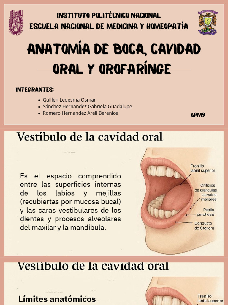 Anatomía del Vestíbulo Bucal | PDF | Lengua | Cabeza y cuello humanos