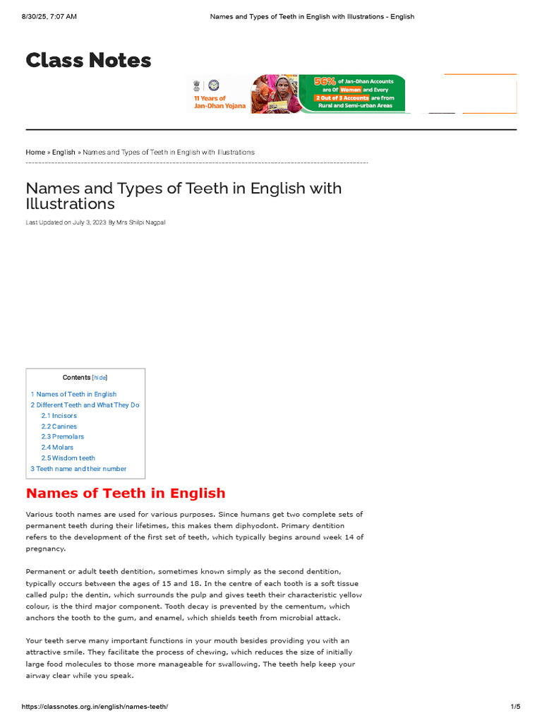 Types and Names of Teeth in English | PDF | Tooth | Human Tooth