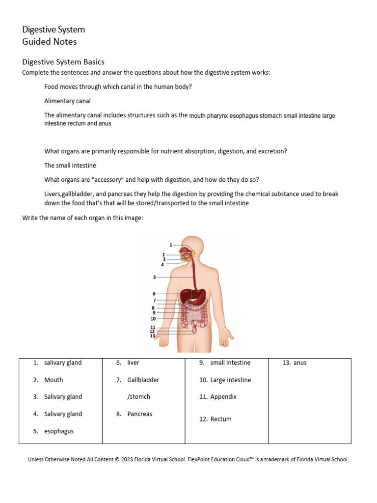 Guided Notes Digestive System PDF | PDF | Human Digestive System ...
